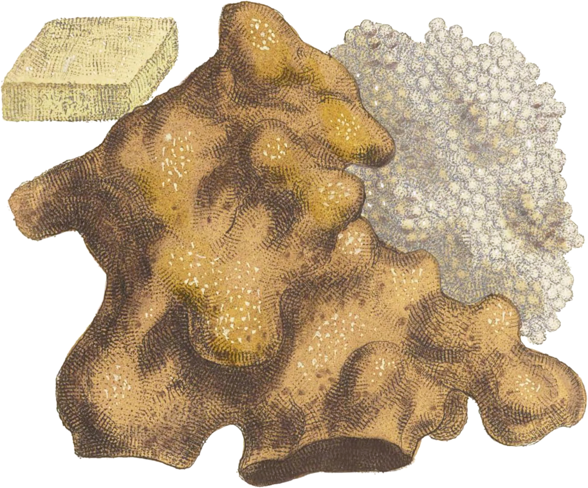 Siliceous Sand - British & Exotic Mineralogy