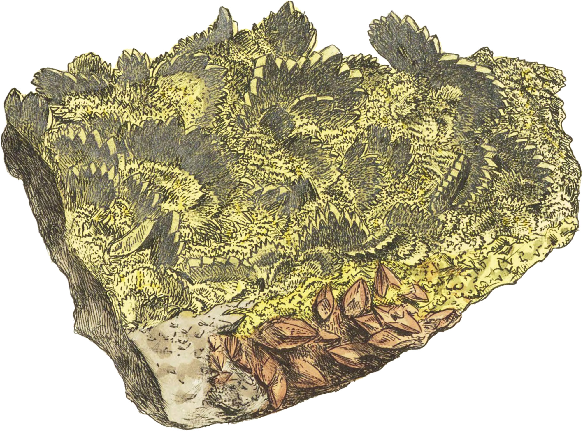 Cocscomb Pyrites - British & Exotic Mineralogy