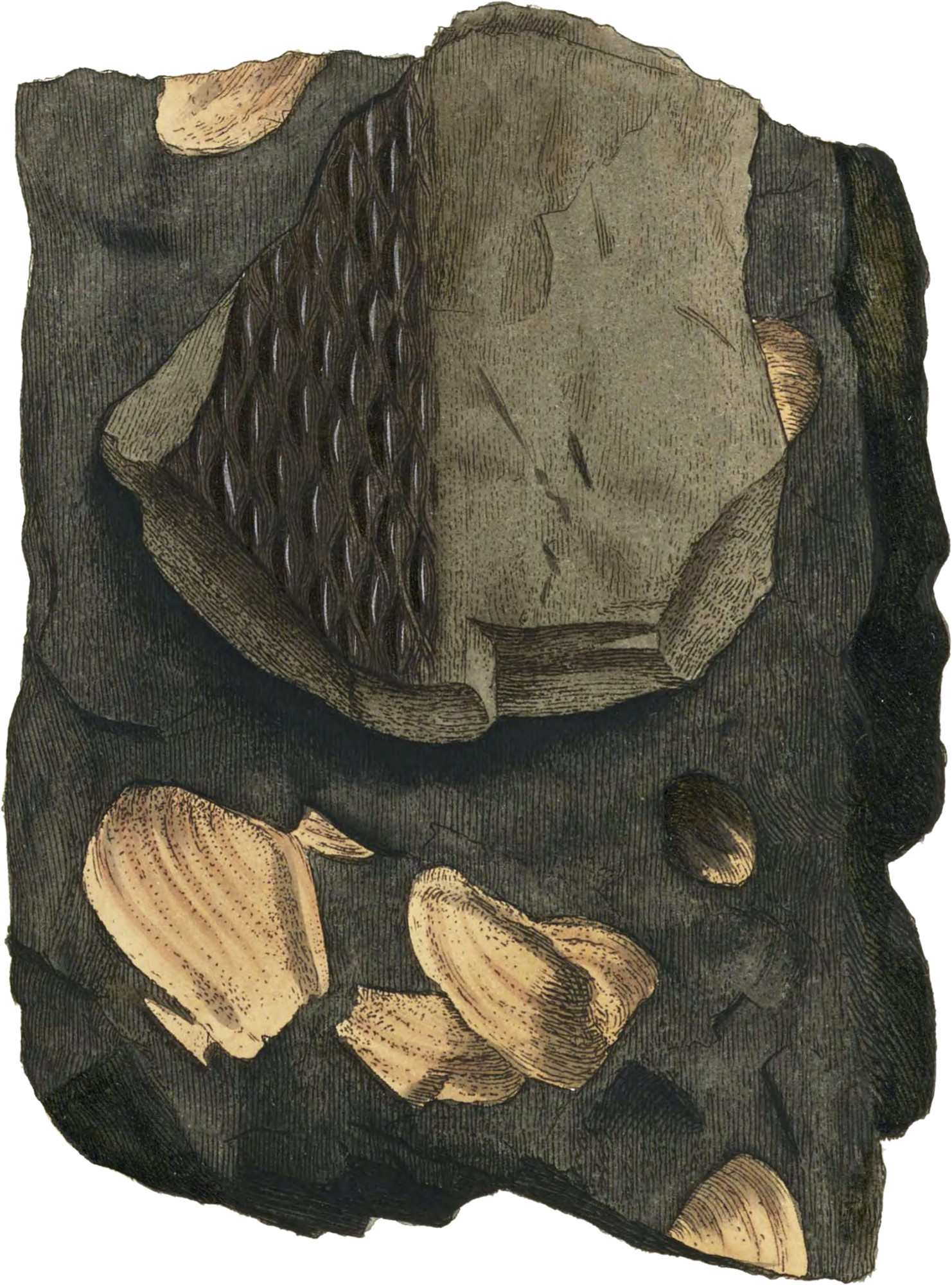 Coal Shale - British & Exotic Mineralogy