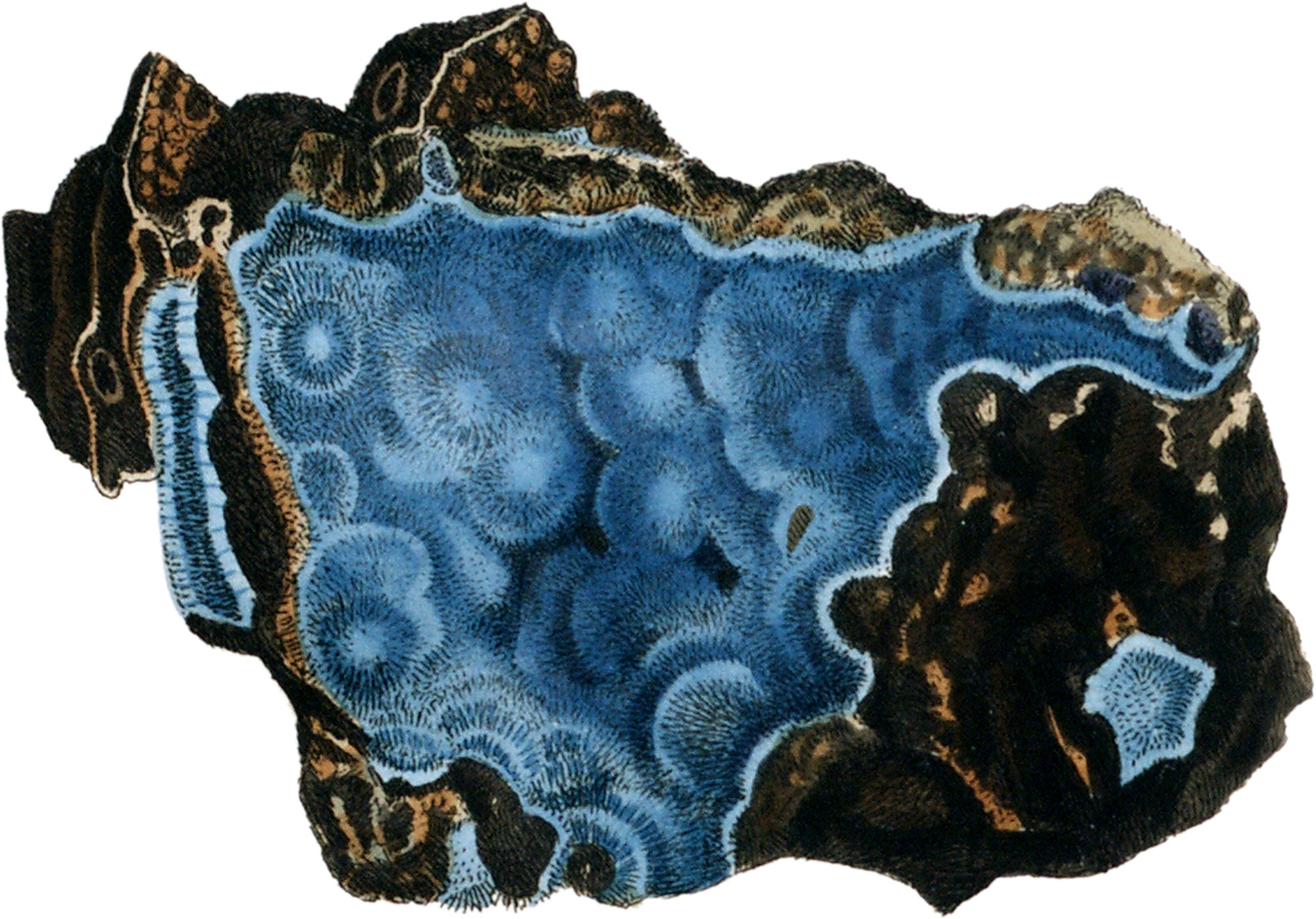 Velvet Copper Ore - British & Exotic Mineralogy