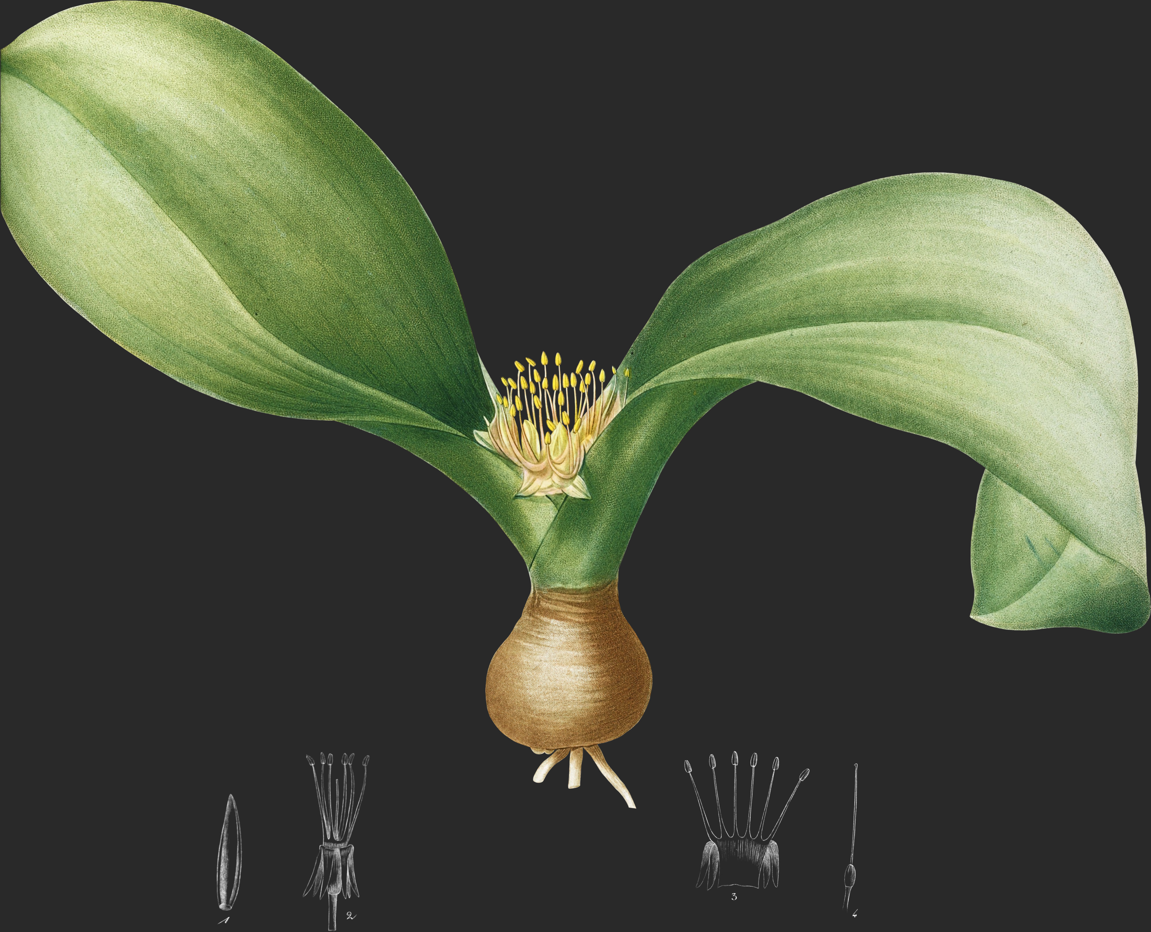 Massonia Angustifolia - Lilies & Roses of P.J. Redouté