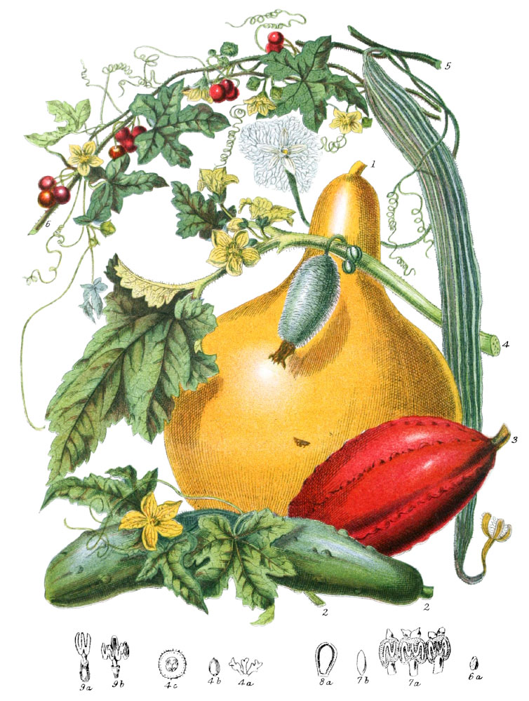 Cucurbitaceæ, The Gourd Tribe - Illustrations of the Natural Orders of ...