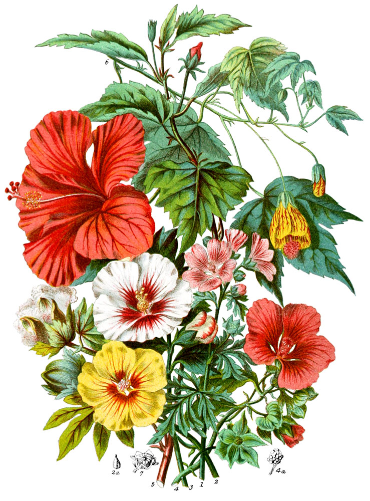 Malvaceæ, The Mallow Tribe - Illustrations of the Natural Orders of Plants