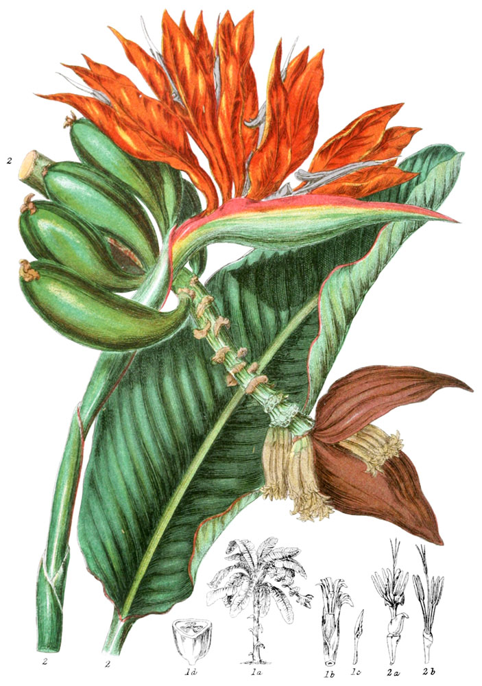 Musaceæ, The Banana Tribe - Illustrations of the Natural Orders of Plants