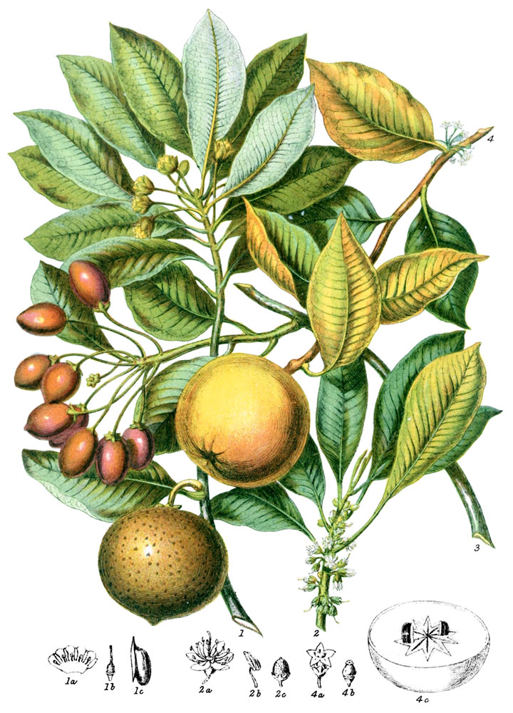 Sapotaceæ, The Sappodilla Tribe - Illustrations of the Natural Orders ...