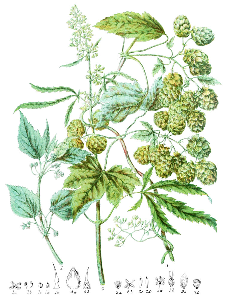 Urticaceæ, The Nettle Tribe - Illustrations of the Natural Orders of Plants