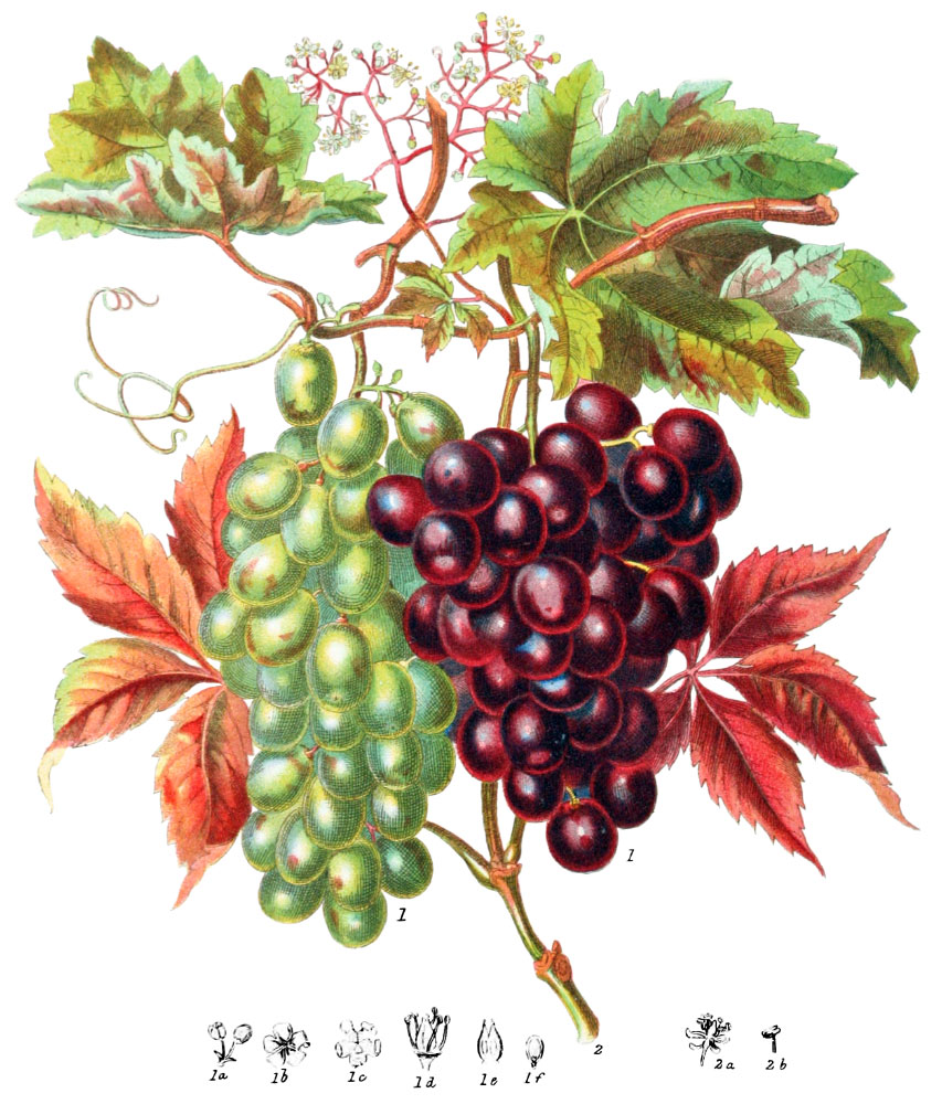 Vitaceæ, The Vine Tribe - Illustrations of the Natural Orders of Plants